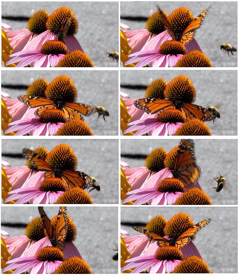 What did the butterfly say to the bumblebee? Buzz off, bumblebee ...