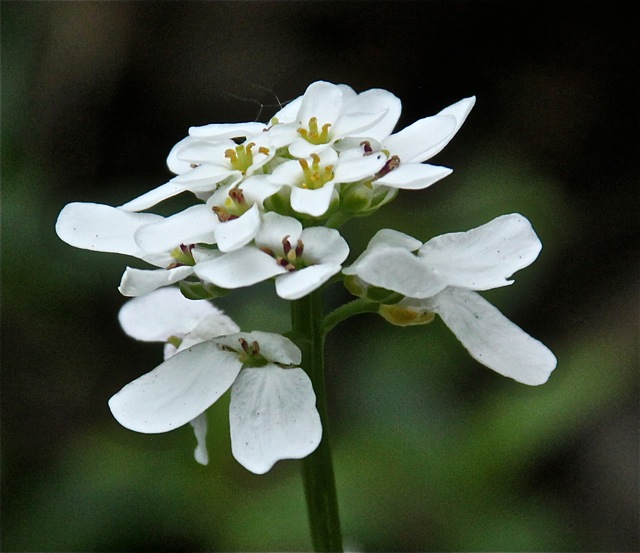 Grandpa looked like a Hollywood star. Grandma looked like a ...