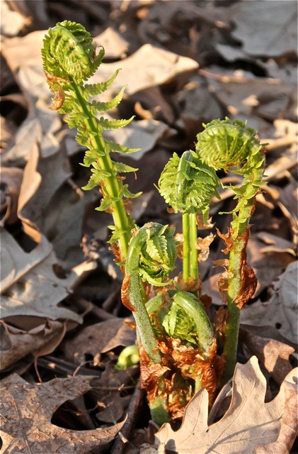 How is a hippopotamus like a horse? It’s all Greek to us! – Bulletin Board